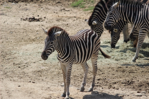 しまうまの写真素材｜写真素材なら「写真AC」無料（フリー）ダウンロードOK