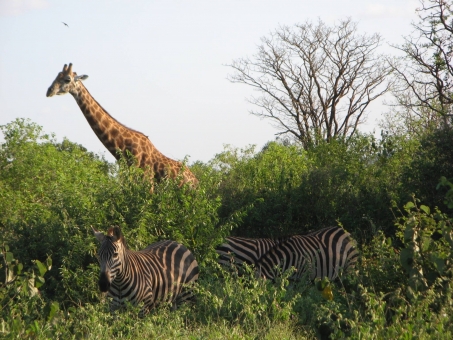 しまうまの写真素材｜写真素材なら「写真AC」無料（フリー）ダウンロードOK