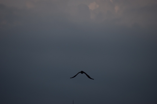 カラスの写真素材｜写真素材なら「写真AC」無料（フリー）ダウンロードOK