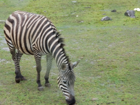 しまうまの写真素材｜写真素材なら「写真AC」無料（フリー）ダウンロードOK