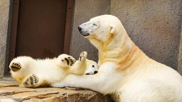 円山動物園の写真素材｜写真素材なら「写真AC」無料（フリー）ダウンロードOK