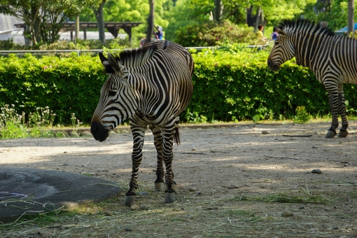 しまうまの写真素材｜写真素材なら「写真AC」無料（フリー）ダウンロードOK