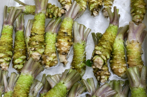 本わさびの写真素材｜写真素材なら「写真AC」無料（フリー）ダウンロードOK