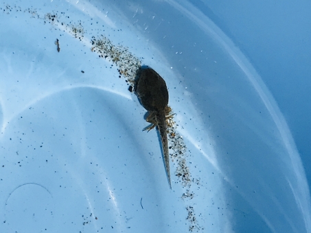 おたまじゃくしの写真素材｜写真素材なら「写真AC」無料（フリー）ダウンロードOK