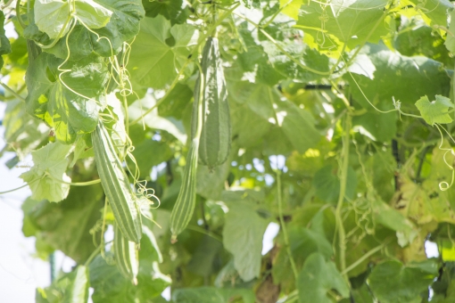 ヘチマの写真素材｜写真素材なら「写真AC」無料（フリー）ダウンロードOK