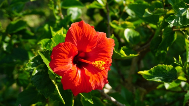 ハイビスカスの写真素材｜写真素材なら「写真AC」無料（フリー）ダウンロードOK