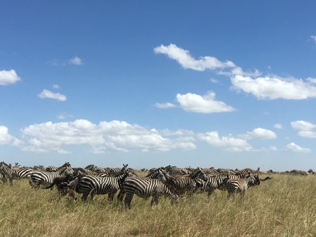 しまうまの写真素材｜写真素材なら「写真AC」無料（フリー）ダウンロードOK