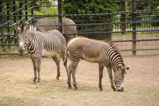 しまうまの写真素材｜写真素材なら「写真AC」無料（フリー）ダウンロードOK