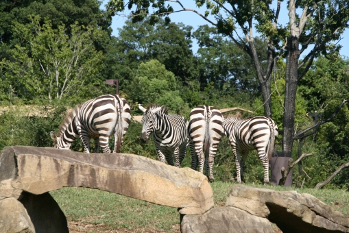 しまうまの写真素材｜写真素材なら「写真AC」無料（フリー）ダウンロードOK