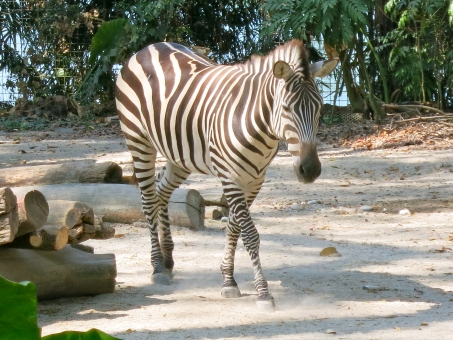 しまうまの写真素材｜写真素材なら「写真AC」無料（フリー）ダウンロードOK