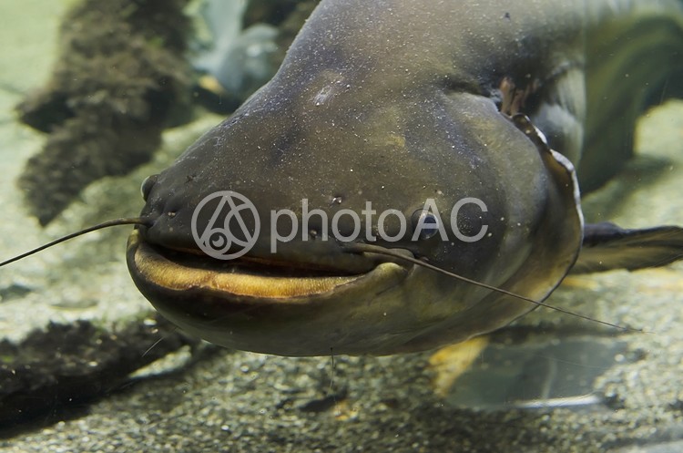 ナマズ - No: 95324｜写真素材なら「写真AC」無料（フリー）ダウンロードOK