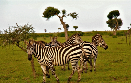 しまうまの写真素材｜写真素材なら「写真AC」無料（フリー）ダウンロードOK